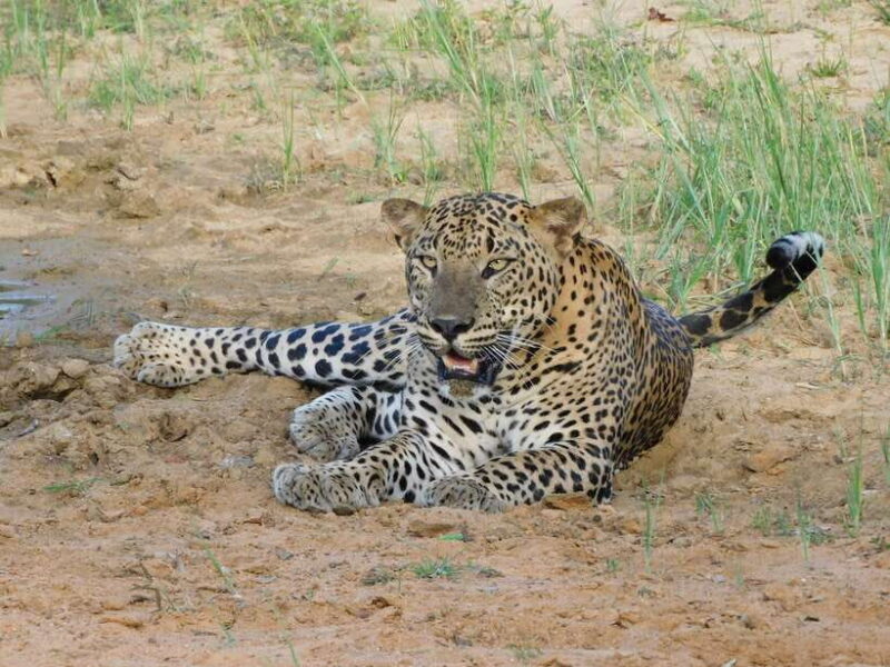 Yala National Park Safari Tours - Half Day & Full Day - Key Points