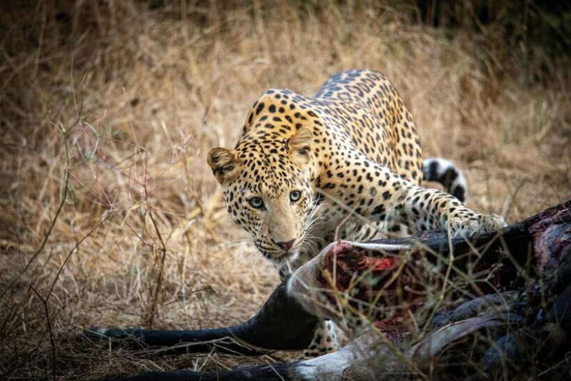 Yala National Park Safari Tours - Half Day & Full Day - Authentic Reviews Speak Volumes