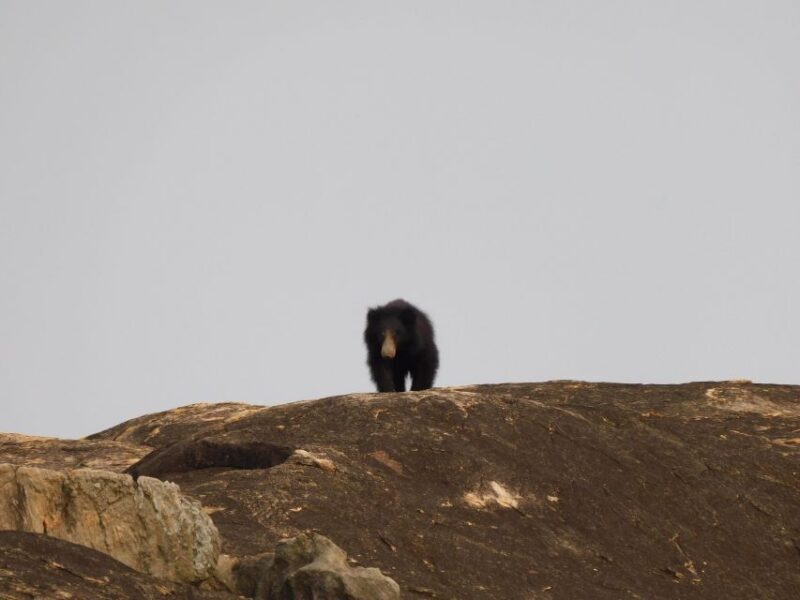 Yala National Park Safari Tours - Half Day & Full Day - Frequently Asked Questions