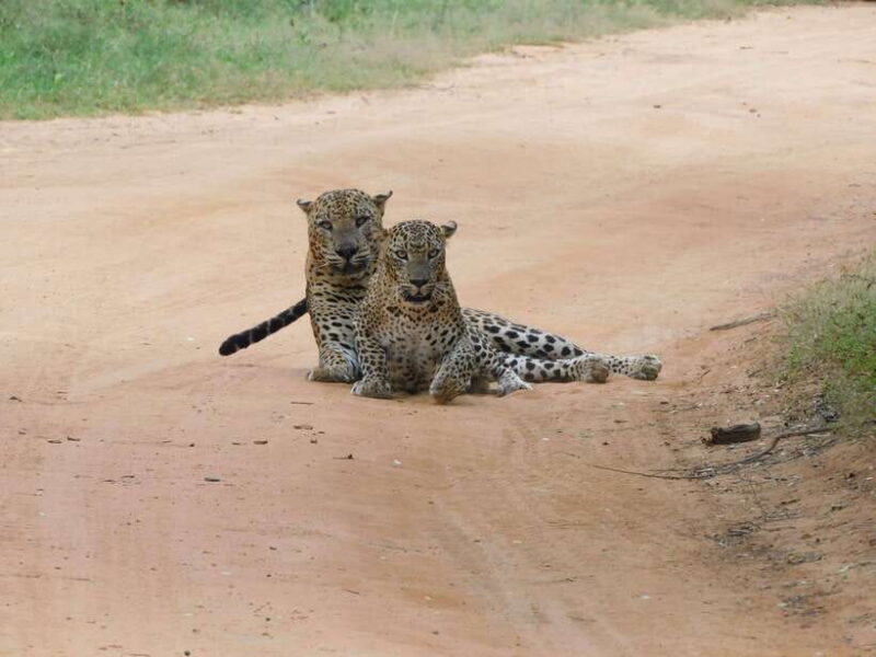 Yala National Park Safari Tours - Half Day & Full Day - The Sum Up