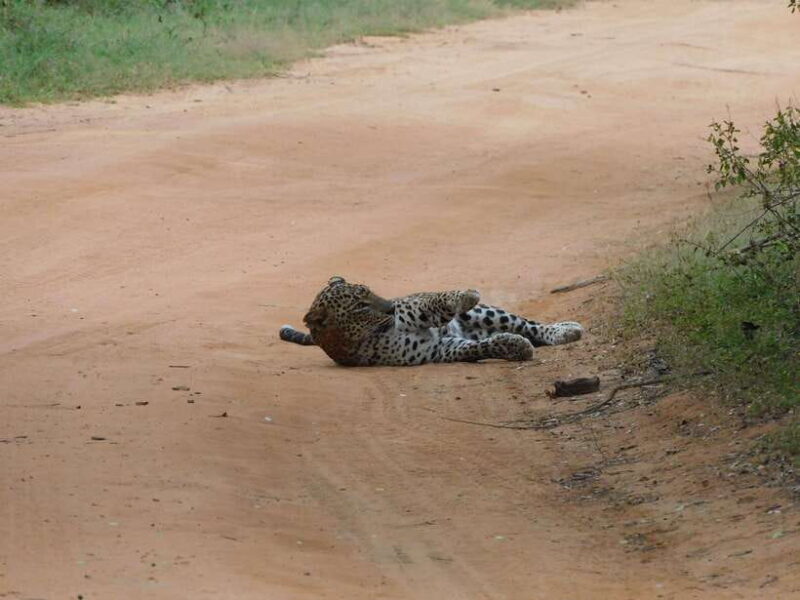 Yala National Park Safari Tours: Morning/Evening/Full Day - FAQs