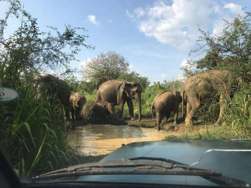Yala: National Park Safari with Jeep - Key Points
