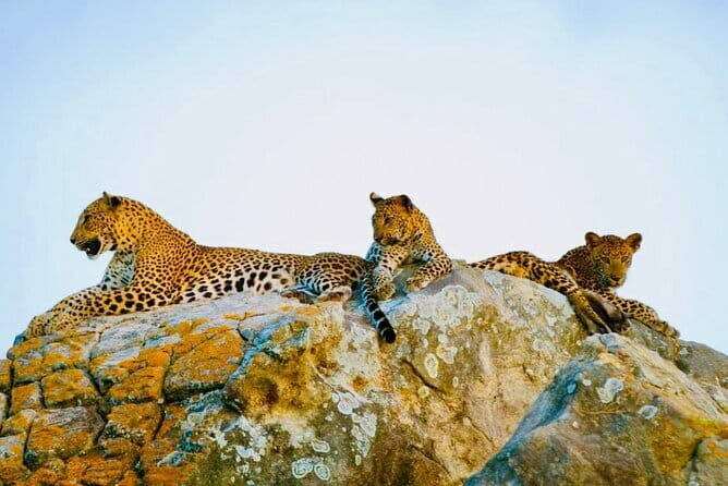 Yala National Park Safari with Luxury Tented Camping From Ella - Worth Considering