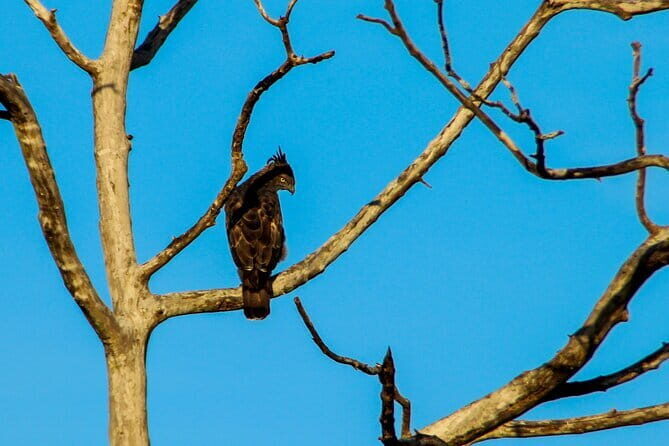 Yala National Park Shared Safari | From Hambantota Port - An In-Depth Look at the Yala Safari Experience