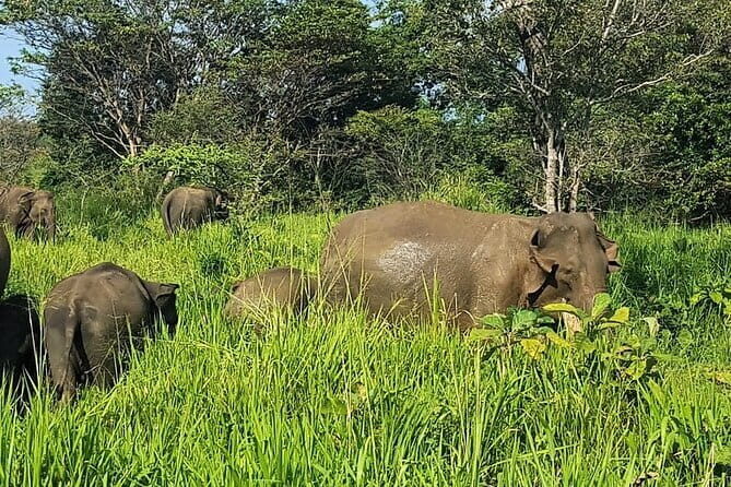 Yala National Park Shared Safari | From Hambantota Port - FAQs