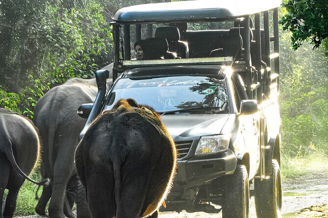 Yala National Park Shared Safari Tour Morning Evening & Full Day - The Itinerary in Detail