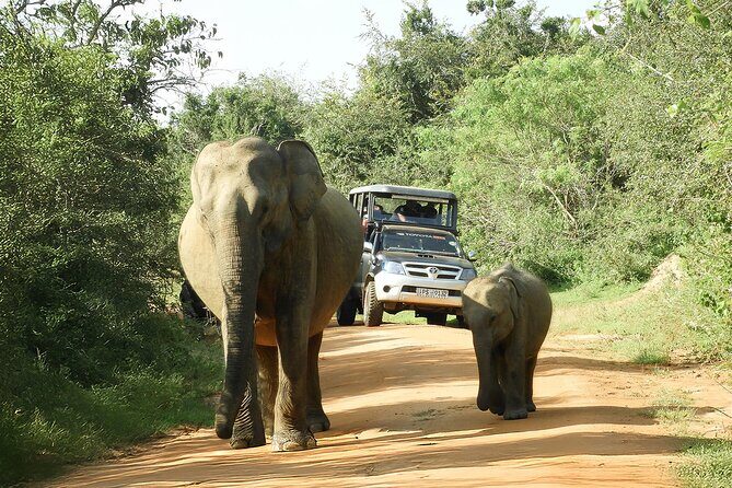 Yala National Park Shared Safari Tour Morning Evening & Full Day - Who Should Consider This Tour?