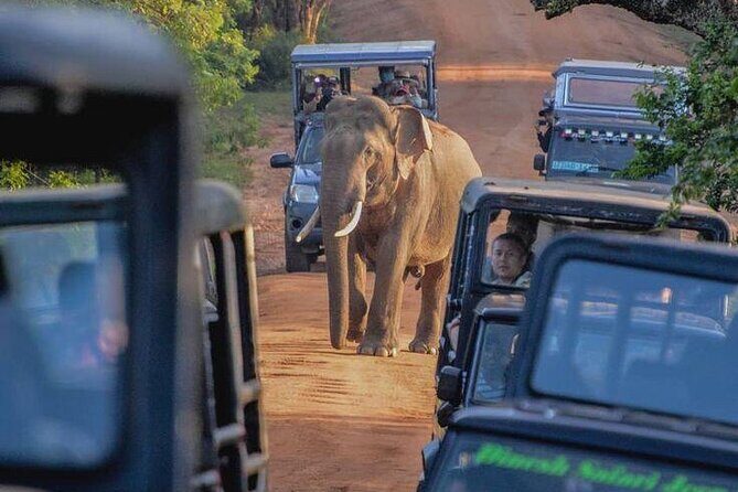 Yala National Park Shared Safari Tour Morning Evening & Full Day - FAQ