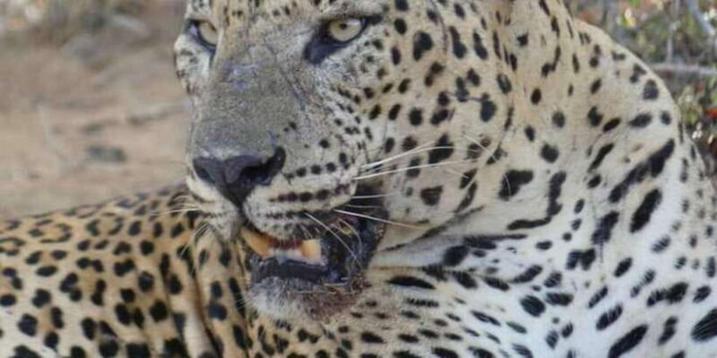 Yala National Park Sharing Safari (5 Hours) - What to Expect on Your Safari