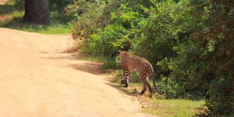 Yala National Park Sharing Safari (5 Hours) - FAQ