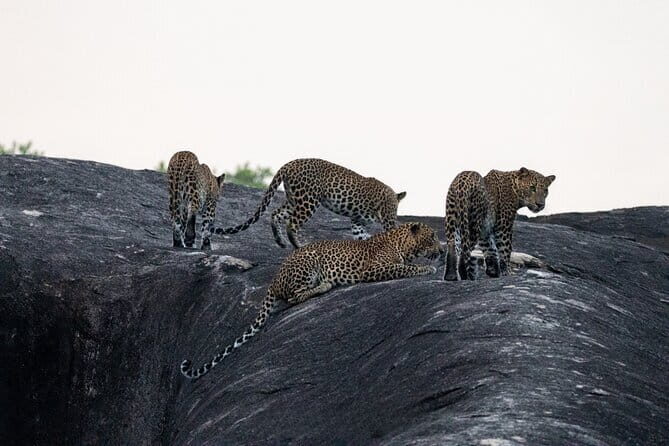 Yala National Park special Half-Day & Full-Day Safari Adventure - A Closer Look at the Yala National Park Safari Adventure