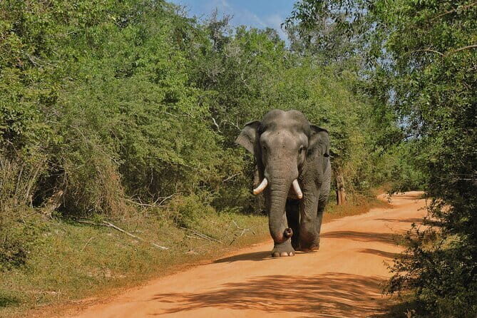 Yala National Park special Half-Day & Full-Day Safari Adventure - Why Choose the Yala Safari Tour?