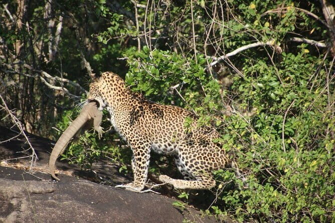 Yala National Park special Half-Day & Full-Day Safari Adventure - Who Would Benefit Most from This Tour?