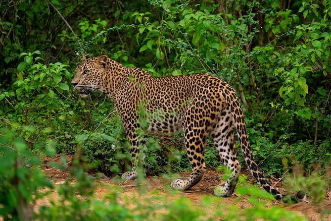 Yala National Park special Half-Day & Full-Day Safari Adventure - FAQs