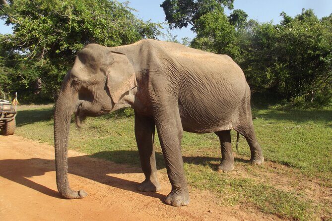 Yala National Park Special Leopard Safari Tour - Practical Tips for the Safari