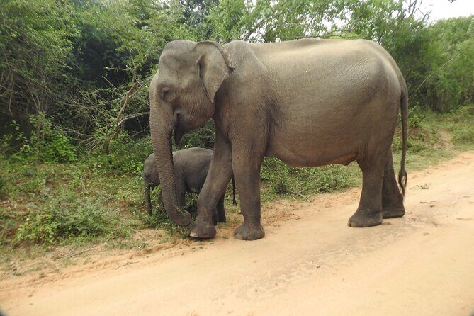 Yala National Park Special Leopard Safari Tour - Frequently Asked Questions
