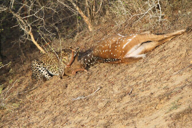 Yala National Park Special Leopard Safari Tour - An In-Depth Look at the Yala Leopard Safari Experience
