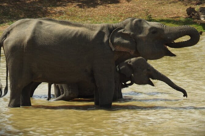 Yala National Park Tour from Hambantota Port Janaka Safari - The Experience in Detail: What to Expect from the Yala Safari