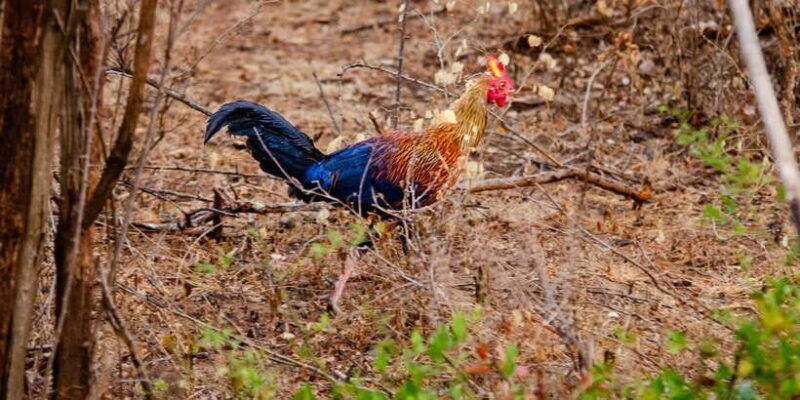 Yala National Park Wildlife safari from Bentota - Who Will Love This Tour?