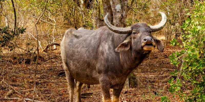 Yala National Park Wildlife safari from Galle - A Practical Look at the Tour