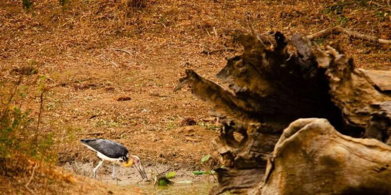 Yala National Park Wildlife safari from Galle - What’s Included and What’s Not