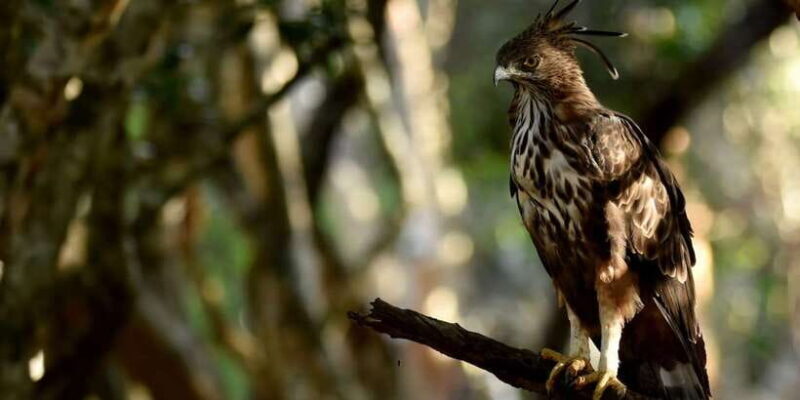 Yala National Park Wildlife safari from Hambantota - Key Points