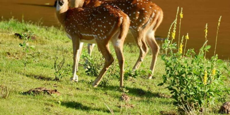 Yala National Park Wildlife safari from Mirissa - An In-Depth Look at the Yala National Park Safari from Mirissa