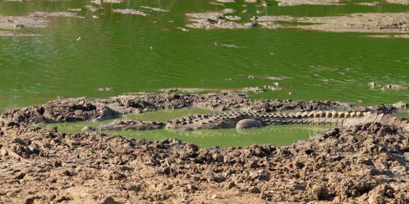 Yala National Park Wildlife safari from Mirissa - Final Thoughts