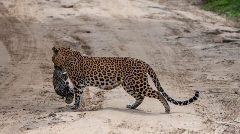 Yala National Park:Full Day Safari (4.00am-6.00pm) - FAQ