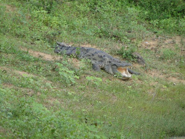 Yala One Day Tour - The Itinerary in Detail: What to Expect