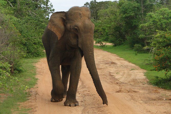 Yala One Day Tour - Who Is This Tour Best Suited For?