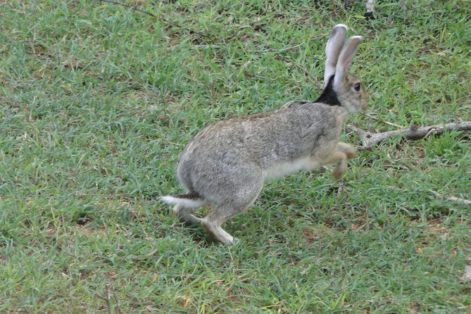 Yala One Day Tour - FAQ