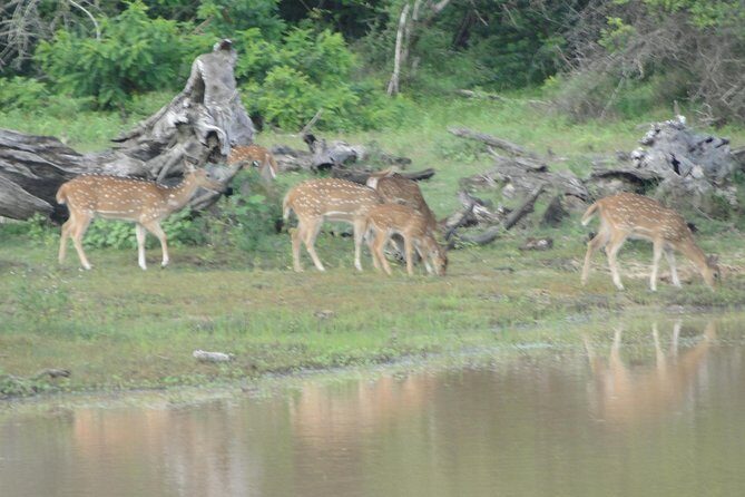 Yala One Day Tour - Final Verdict