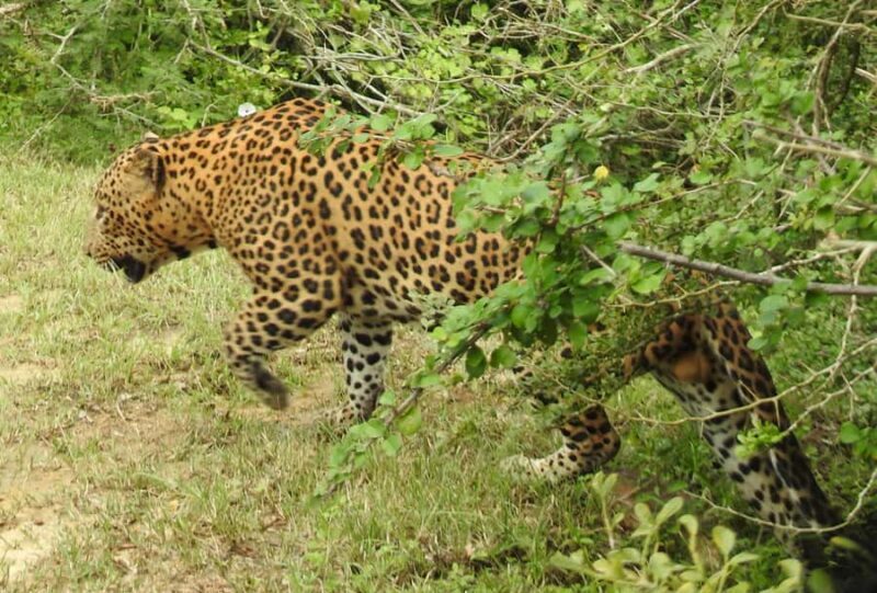 Yala Osha Safari Half day/Full day with Meals - Key Points