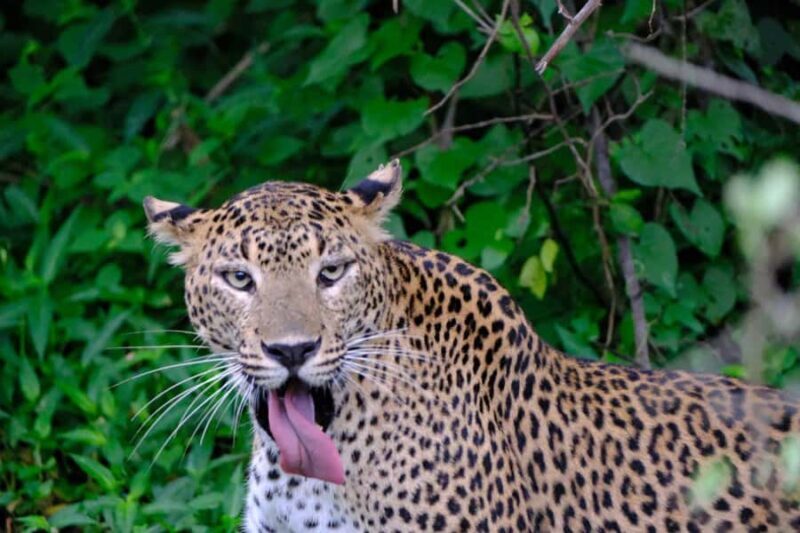 Yala Osha Safari Half day/Full day with Meals - An Introduction to the Yala Safari Experience