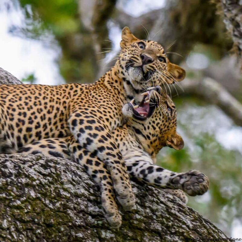 Yala Osha Safari Half day/Full day with Meals - What to Expect During Your Safari