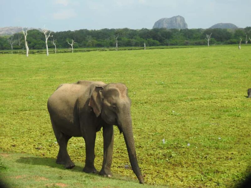 Yala Osha Safari Half day/Full day with Meals - FAQ