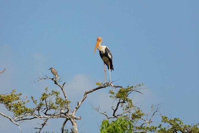 Yala outside Safari & Situlpawwa Temple Visit (ALL INCLUDED) Tour - A Closer Look at the Tour Experience