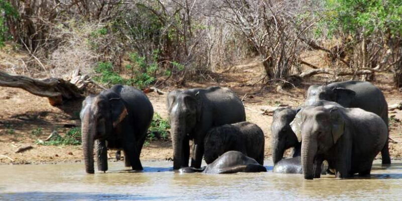 Yala: Private Safari Day Trip with Lunch & Entry Fees - An In-Depth Look at the Yala Safari Day Trip