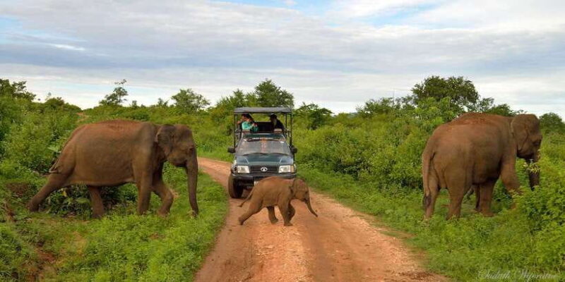 Yala: Private Safari Day Trip with Lunch & Entry Fees - Who Should Book This Tour?