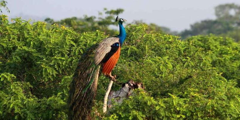 Yala Private Safari: Half-Day or Full-Day with Picnic Lunch - Key Points