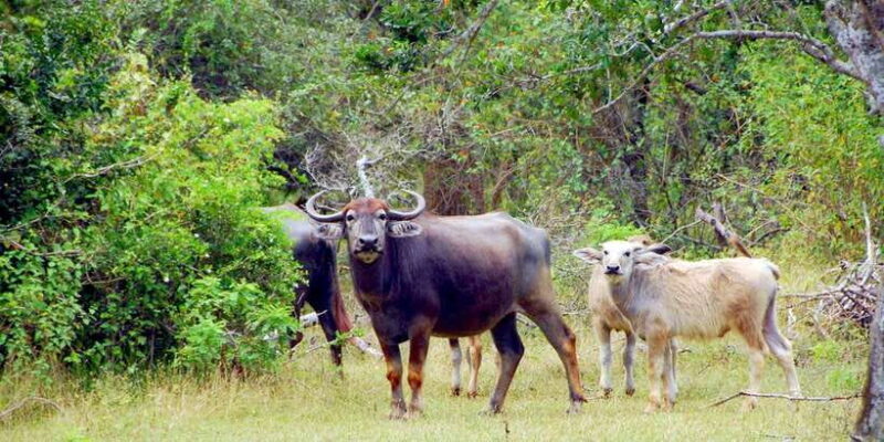 Yala Private Safari: Half-Day or Full-Day with Picnic Lunch - FAQ