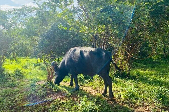 Yala Private Safari Jeep Half Day - A Closer Look at the Safari Itinerary