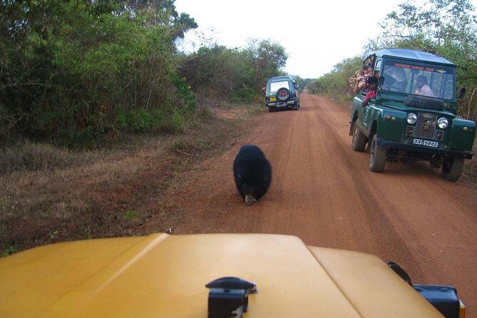 Yala Safari (5 Days, 4 Nights) - In-Depth Review of the Yala Safari Experience