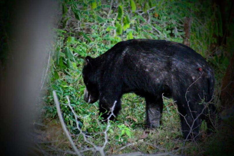 Yala Safari : 7 & 12-Hour Leopard Jeep Tours with Breakfast - A Deeper Look into the Yala Safari Experience