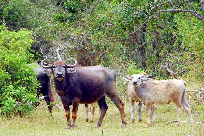 Yala Safari and Transfer to Arugam Bay - Final Words