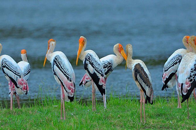 Yala Safari & Bundala Bird Watching Safari ( All Inclusive) From Mirissa - Who Should Consider This Tour?