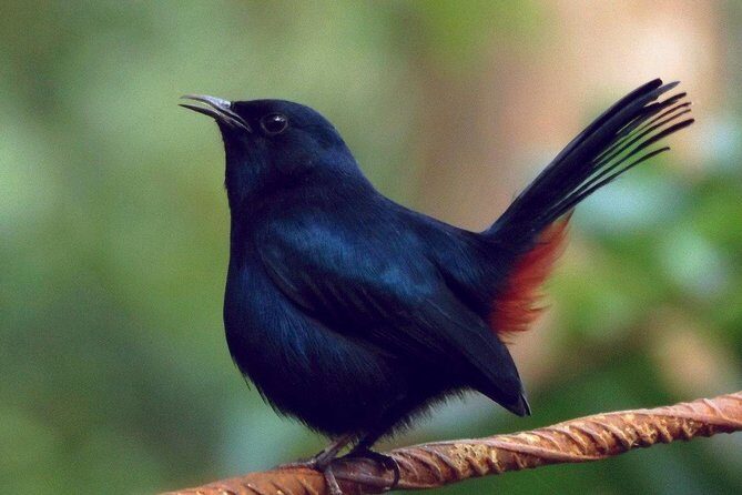 Yala Safari by Yala Safari Wonders - Introduction