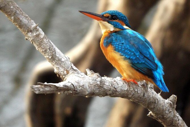 Yala Safari by Yala Safari Wonders - Key Points