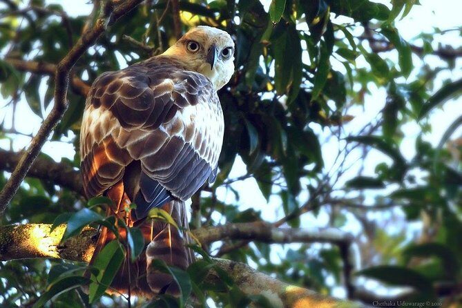 Yala Safari by Yala Safari Wonders - The Value of the Safari Tour